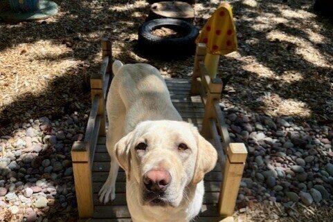 Boomer - 66P9 | Guide Dogs for the Blind - Pupdates