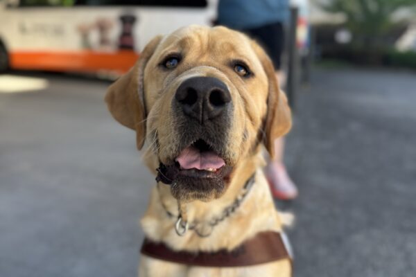 Higby - 61P6 | Guide Dogs for the Blind - Pupdates