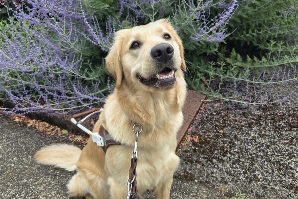 Winsome - 6P42 | Guide Dogs for the Blind - Pupdates