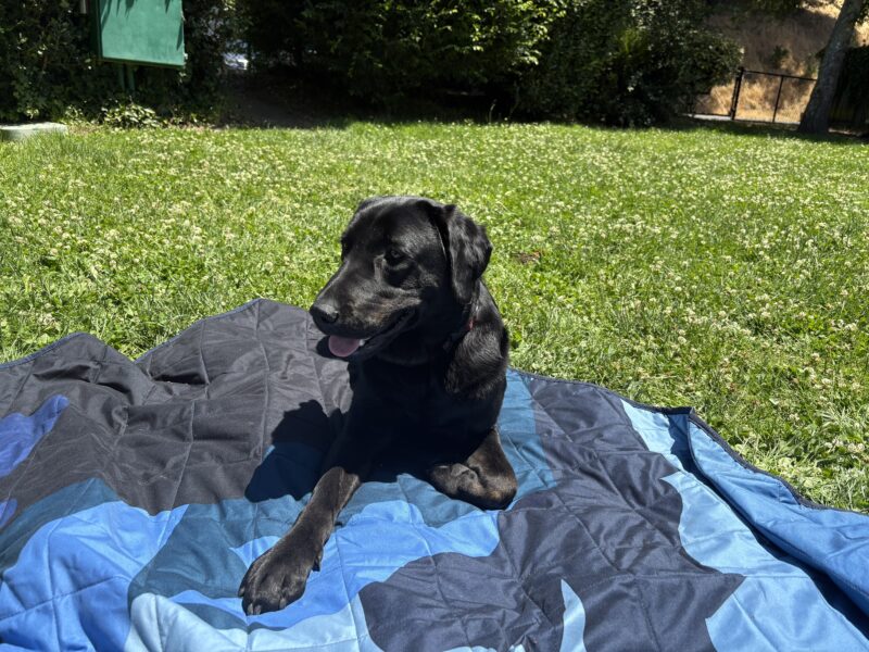 July 2025 Pupdate for Howdy | Guide Dogs for the Blind - Pupdates