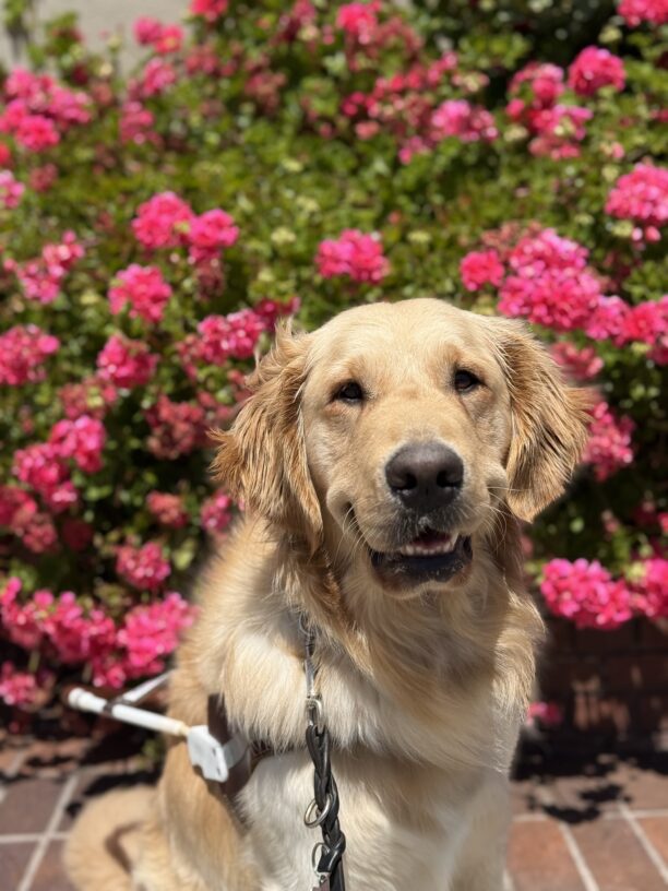 Mathias - 65N9 | Guide Dogs for the Blind - Pupdates