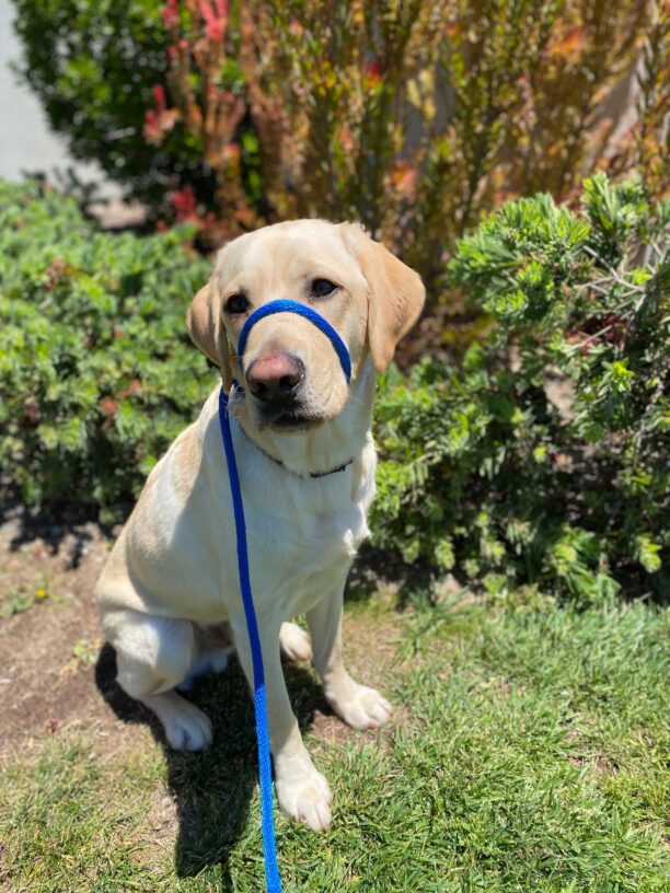 Badger - 66P5 | Guide Dogs for the Blind - Pupdates