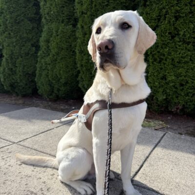 Home | Guide Dogs for the Blind - Pupdates