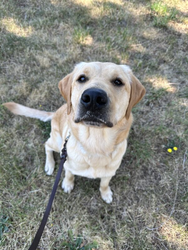 August 2025 Pupdate for Whiskey | Guide Dogs for the Blind - Pupdates