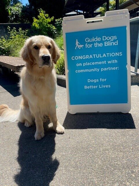 August 2025 Pupdate for Merlin | Guide Dogs for the Blind - Pupdates