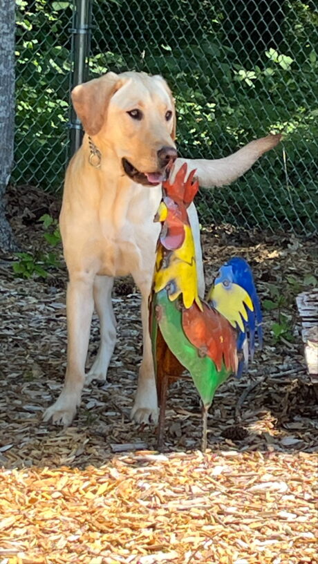 Bastian - 625N | Guide Dogs for the Blind - Pupdates