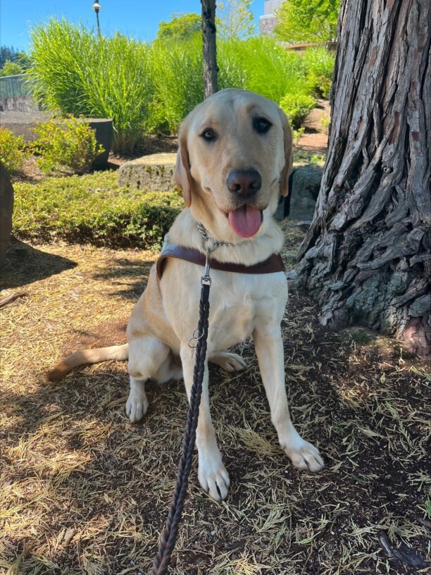 Bastian - 625N | Guide Dogs for the Blind - Pupdates