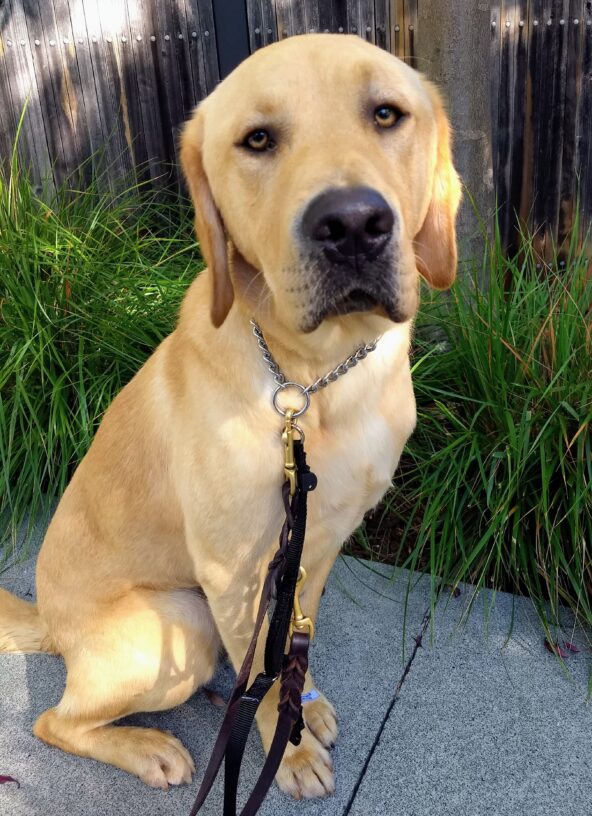 Hydro - 61P7 | Guide Dogs for the Blind - Pupdates