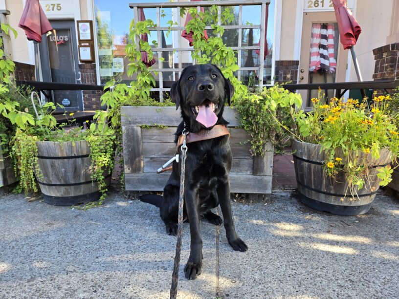 Pierogi - 64P1 | Guide Dogs for the Blind - Pupdates