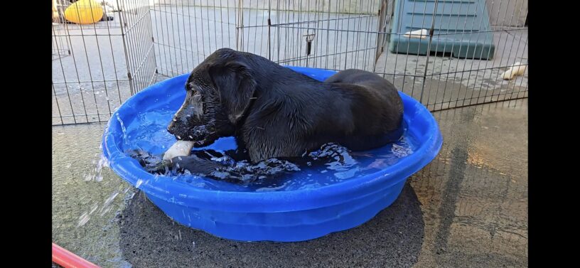 Pierogi - 64P1 | Guide Dogs for the Blind - Pupdates