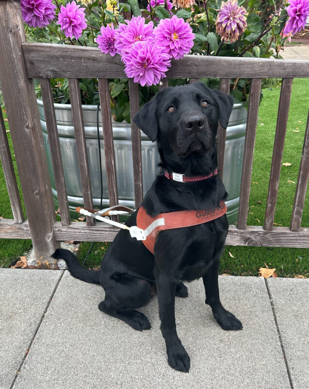 September 2025 Pupdate for… | Guide Dogs for the Blind - Pupdates