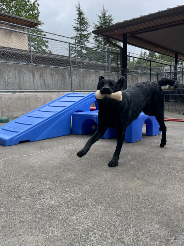 September 2025 Pupdate for Spock | Guide Dogs for the Blind - Pupdates