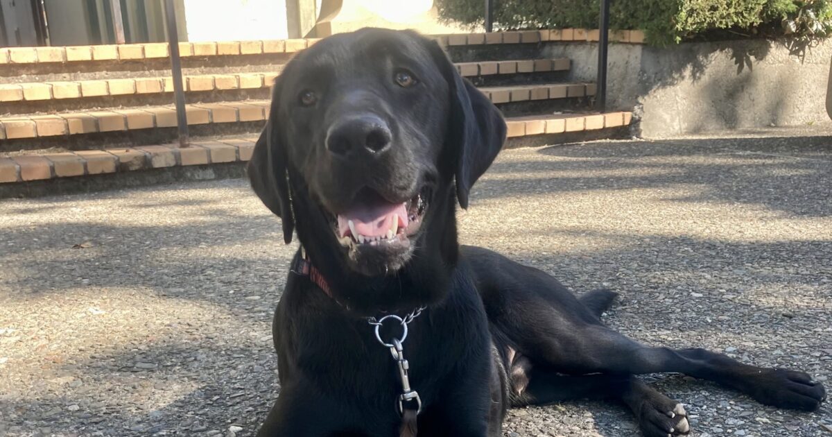 Bridger - 6R32 | Guide Dogs for the Blind - Pupdates