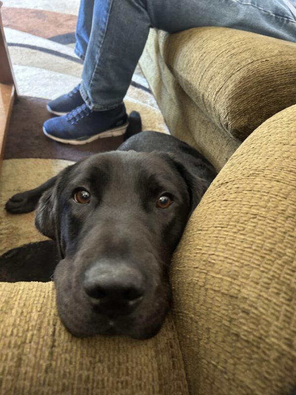 October 2025 Pupdate for Howdy | Guide Dogs for the Blind - Pupdates