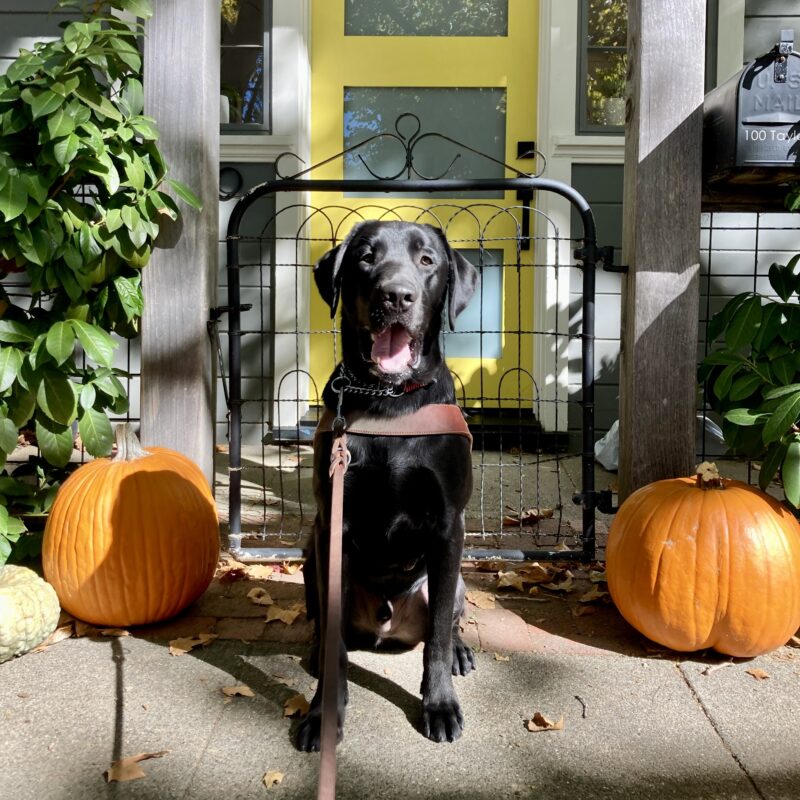 October 2025 Pupdate for Bridger | Guide Dogs for the Blind - Pupdates