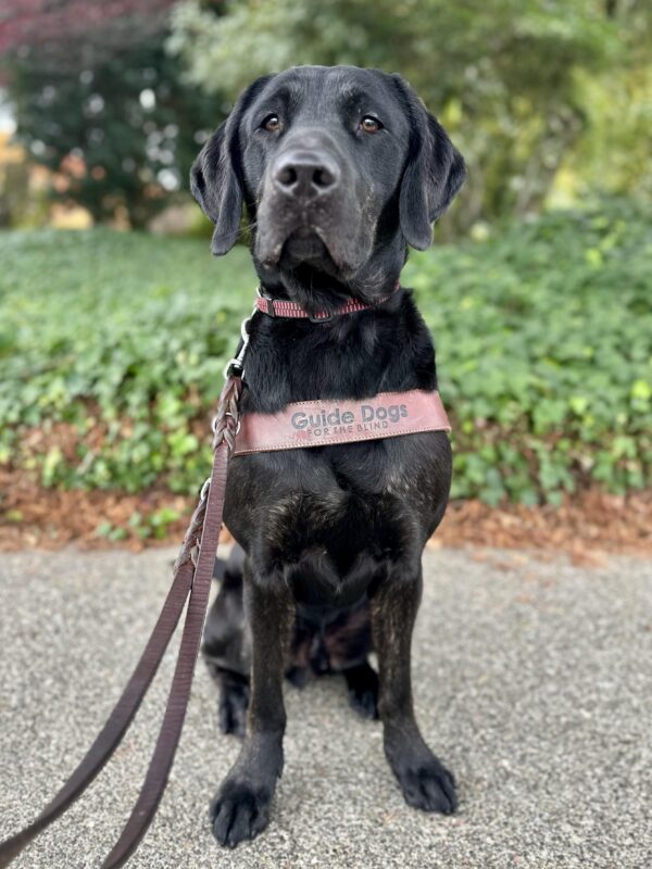 December 2025 Pupdate for Eddie | Guide Dogs for the Blind - Pupdates