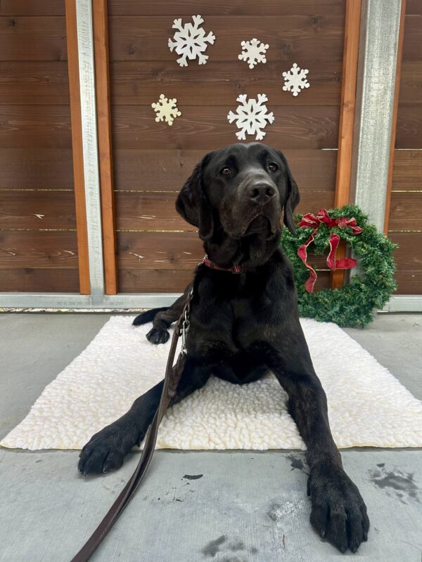 December 2025 Pupdate for Eddie | Guide Dogs for the Blind - Pupdates