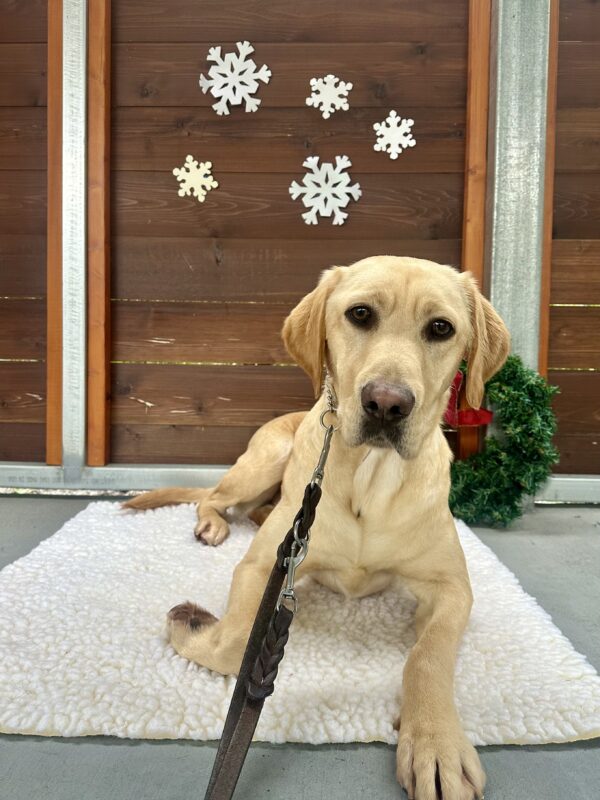 December 2025 Pupdate for Mookie | Guide Dogs for the Blind - Pupdates